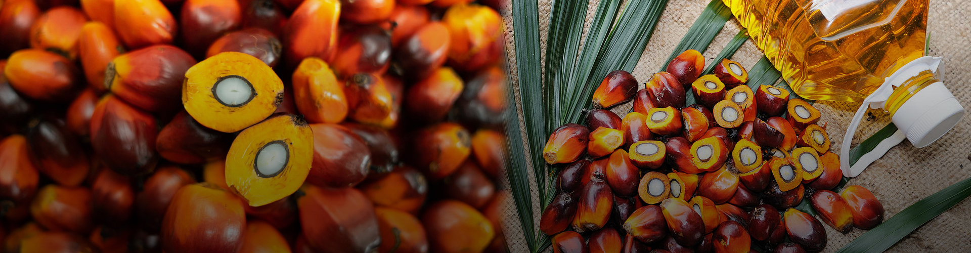 Palm Oil Processing, Oil Extraction & Refining Plant | Ferro Oiltek